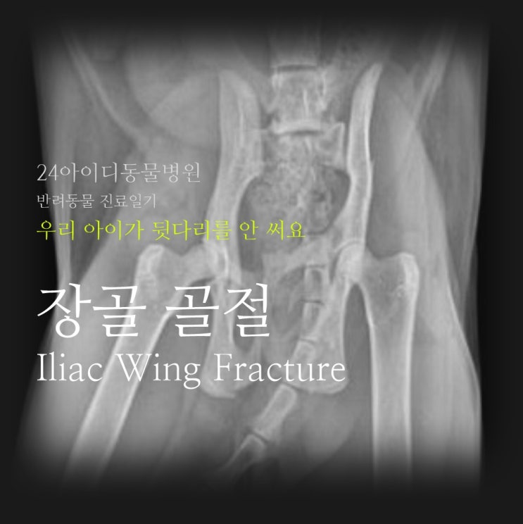고양이 장골골절, 골반골절 / Iliac Wing Fracture : : 수술전문 24아이디동물병원 : : : 네이버 블로그
