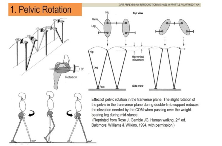 골반의 움직임을 이해하기 ?! "Pelvic Rotation" : 네이버 블로그