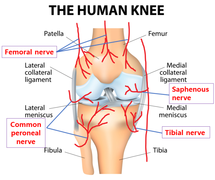 무릎 통증 무릎 욱신 무릎관절염 Knee Articular Nerve 천안아산 한의원 네이버 블로그