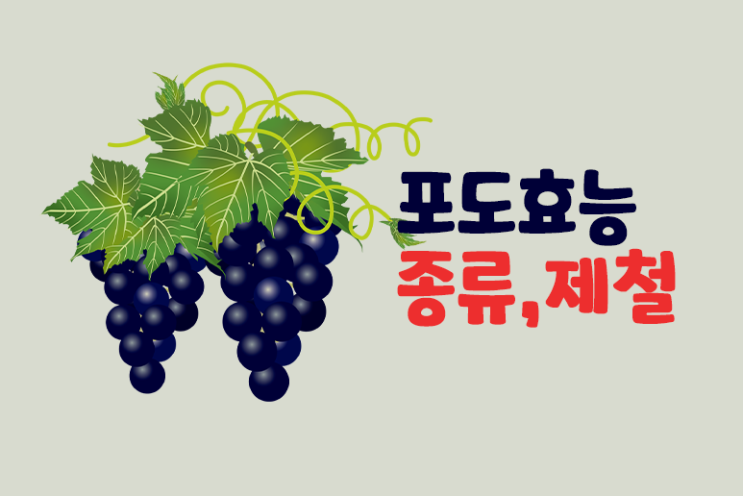 8월 제철과일 포도효능 종류 포도철 네이버 블로그