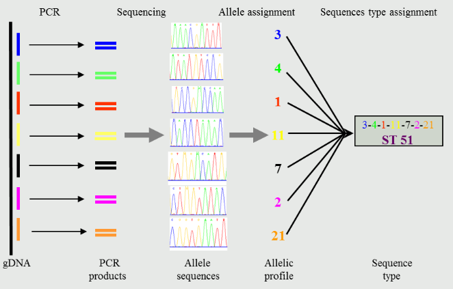 Multi Locus Sequence Typing (MLST) : 네이버 블로그