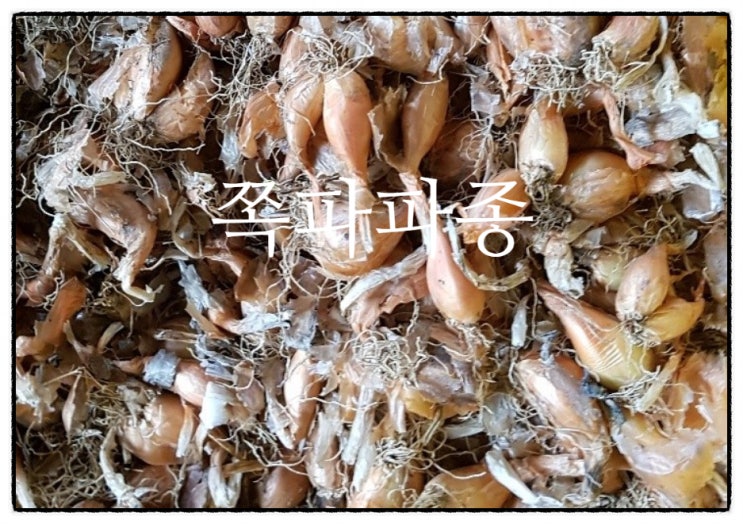 파김치 재료 쪽파 심는 시기 종구 고르기 종구 소독 방법 심는 시기 수확 시기 병충해방제 네이버 블로그