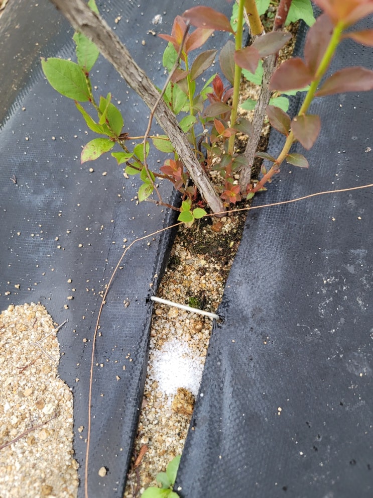 (22.08.13) 블루베리 질소비료 주기 : 네이버 블로그