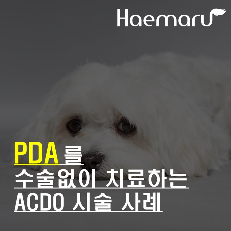 강아지 동맥관 개존증 PDA를 수술없이 치료하는 ACDO 시술 사례 (해마루 인터벤션센터) : 네이버 블로그