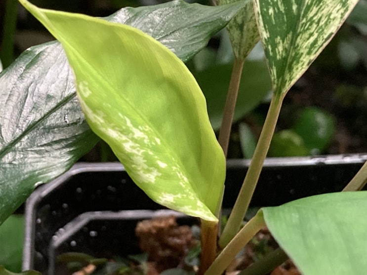 핍토스파타 sp. 바리게이트 새순 올라오다 Piptospatha sp. Variegate : 네이버 블로그