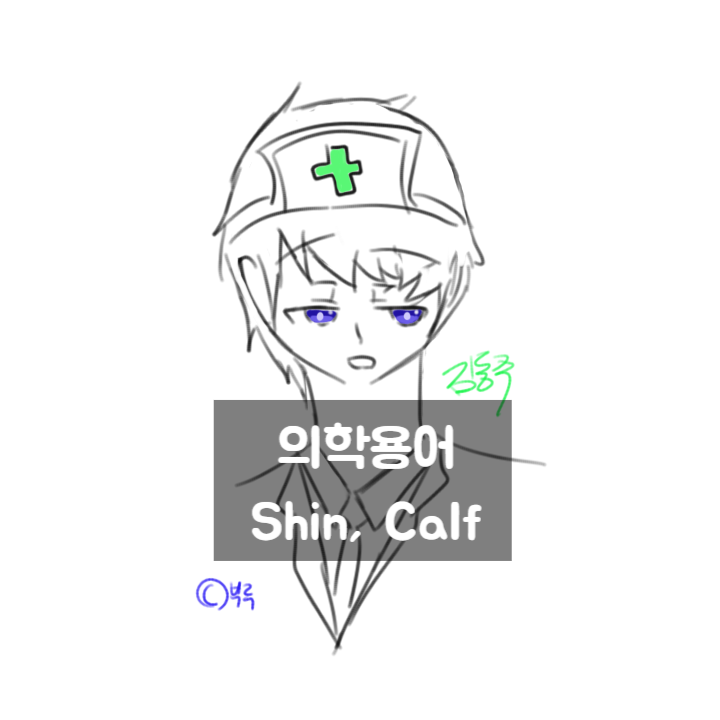 의학용어 shin, calf ! abrasion, laceration 호발 부위 : 네이버 블로그