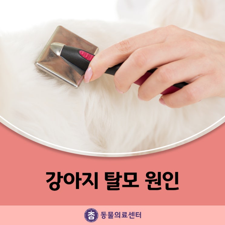 강아지 탈모 원인 털빠짐 피부 각질 주의 대처방법 알아보아요 네이버 블로그
