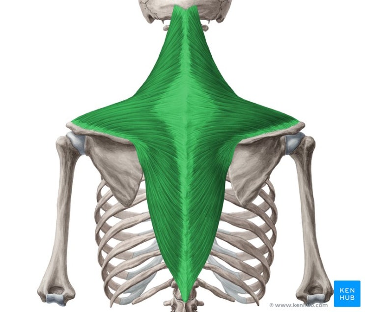 등세모근, 승모근(trapezius) : 네이버 블로그