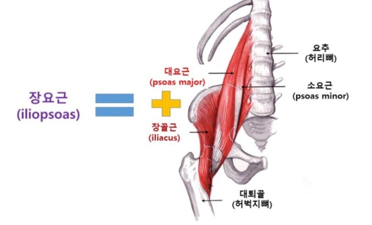 허리 통증의 숨은 원인 장요근 네이버 블로그