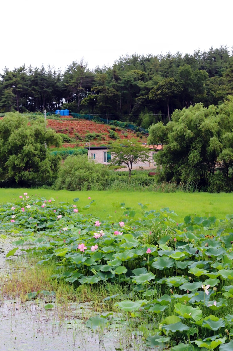 8월 군산 가볼만한곳, 은파유원지,은파호수공원 : 네이버 블로그
