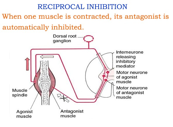 상호억제(Reciprocal inhibition)와 자가억제(Autogenic inhibition) : 네이버 블로그