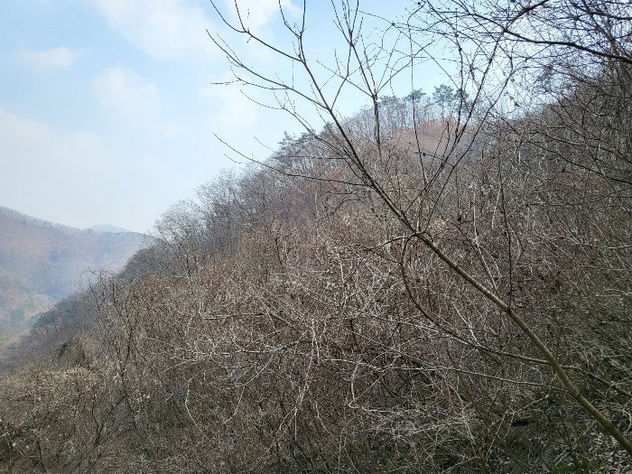 금산군 토지(임야)경매 충청남도 금산군경매>금산군 진산면 오항리 산131 경매 입찰문의# 2022타경101281 : 네이버 블로그