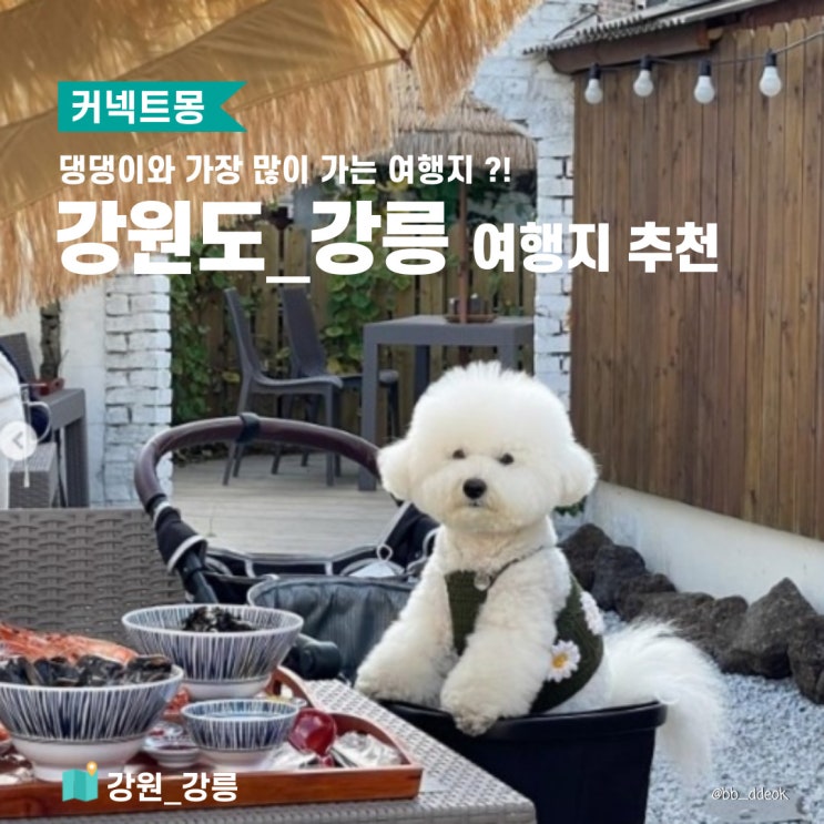 강원도 강릉 강아지동반 여행지 추천 식당 And 카페 네이버 블로그