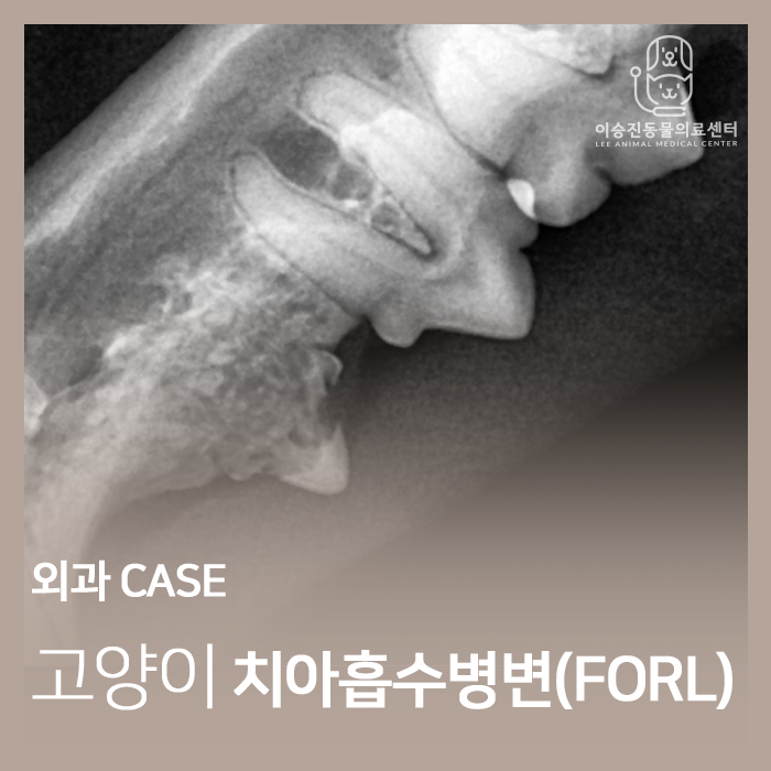 밥을 잘 먹지 않는 고양이, 발치를 해야 한다? 고양이 치아흡수병변(Forl), 고양이 발치, 고양이 치과 수술, 치과 방사선 ...