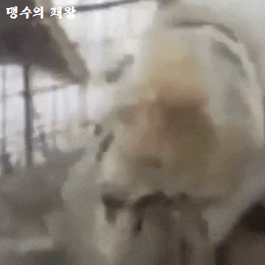 셰퍼드vs늑대 일대일 싸움 #Alabai(알라바이) #센트럴아시안셰퍼드(중앙아시아오브차카) : 네이버 블로그