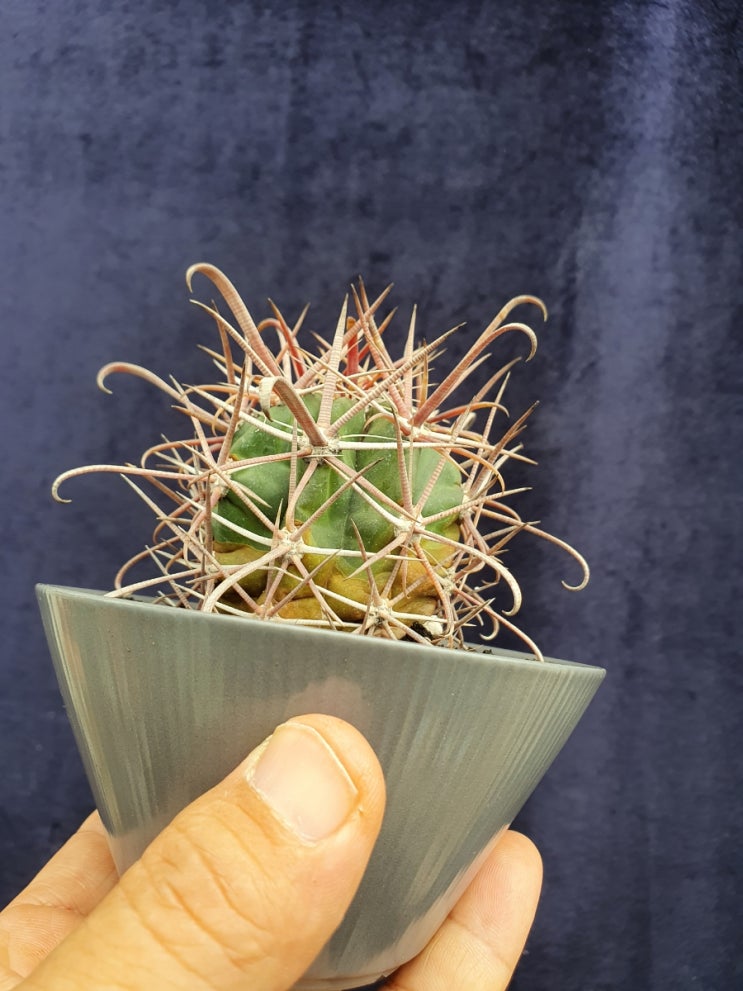 Ferocactus santa maria 산타마리아 실생 : 네이버 블로그