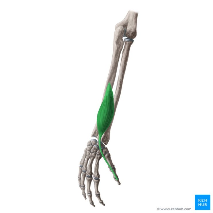 긴엄지폄근, 장무지신근(extensor pollicis longus) : 네이버 블로그