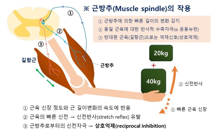고유수용기(근방추, 골지건 기관)의 작용원리(1), 신전반사(stretch reflex), 상호억제, 자가억제란? : 네이버 블로그