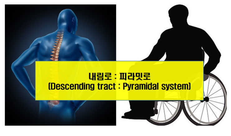 내림로 : 피라밋로( Descending tract : Pyramidal system) : 네이버 블로그