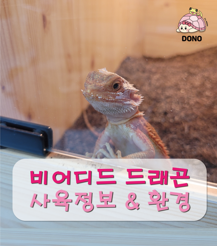 ♥오산도노파충류샵♥비어디드드래곤비어디드래곤 도마뱀 사육환경 정보 및 지식♥ 네이버 블로그