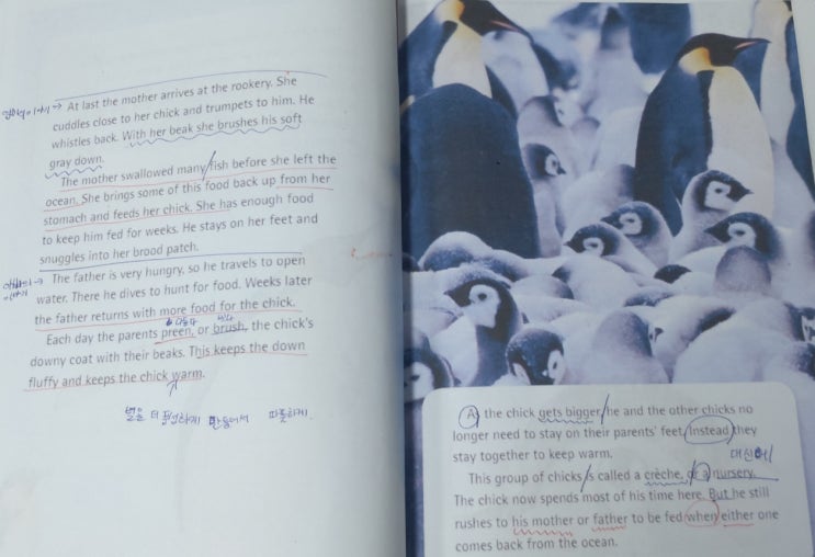 penguin chick (상남동 영어/ 영어논픽션 수업) : 네이버 블로그