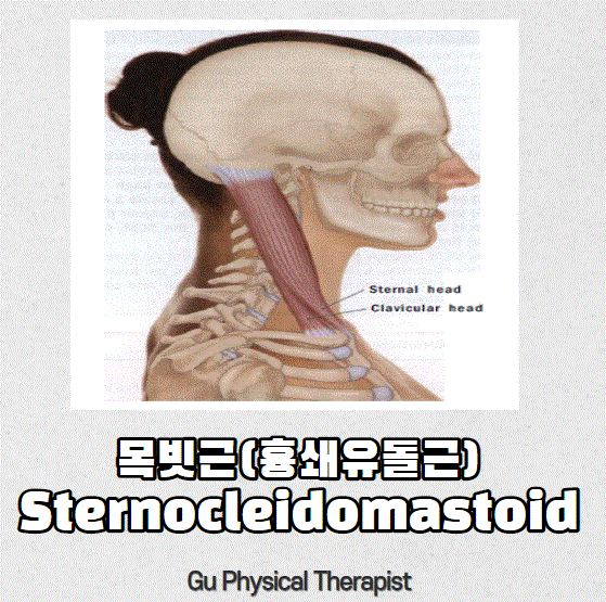 근육 목빗근흉쇄유돌근 Sternocleidomastoid 네이버 블로그