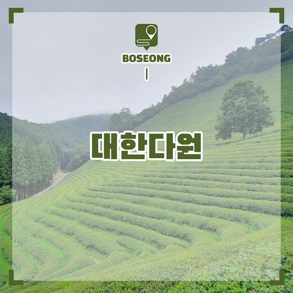 전남 여행 보성 가볼만한곳 대한다원 보성 녹차밭 한 바퀴 네이버 블로그