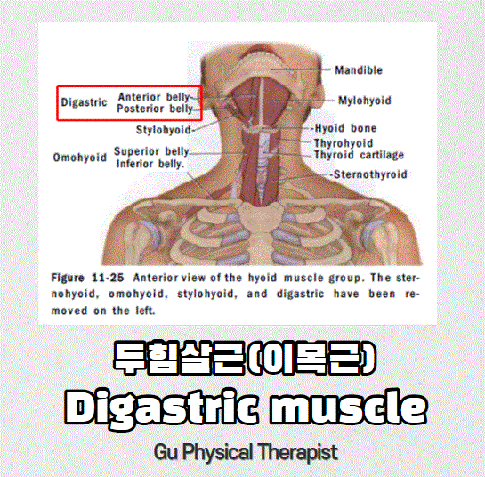 [근육] 두힘살근/이복근 (Digastric muscle) : 네이버 블로그