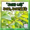 구아바 나무 및 구아바 효능구아바 잎 효능 네이버 블로그