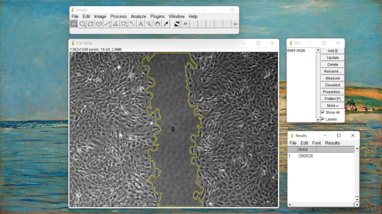 [세포 생물학/실험] ImageJ를 활용한 Wound healing assay 분석 (MRI wound healing tool ...