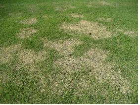 난지형잔디 봄철 뿌리고사 현상(Spring root dieback) : 네이버 블로그