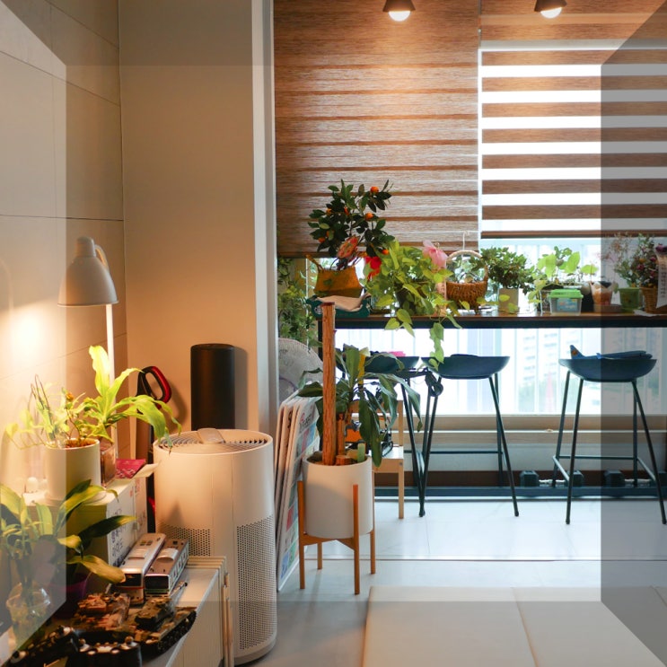 어린 아들때문에 식집사가 된 이야기, 우리의 반려식물 키우기 물주기 : 네이버 블로그