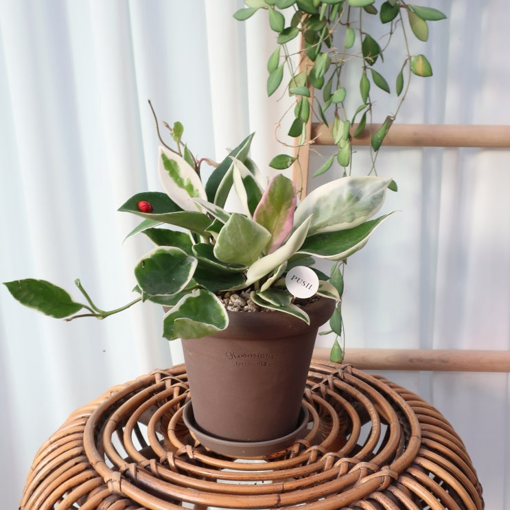 호야 꽃 수제 토분 플랜테리어 다육이 개업 화분 집들이 초보 물주기 키우기 쉬운 식물 PUSIL 푸실 : 네이버 블로그