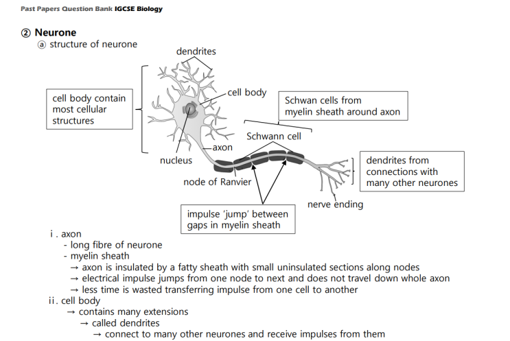 IGCSE Biology Topical Past Papers Topic 14. Coordination and Response ...