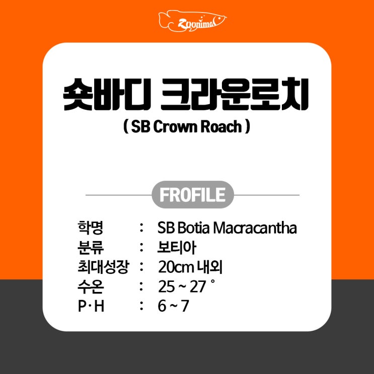 [키우기쉬운 물고기 추천] 숏바디 크라운로치 (SB Crown Roach) : 네이버 블로그