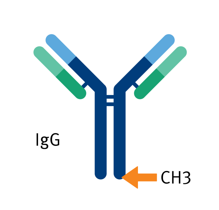 [Biotage] human IgG subclass (I, II, III and IV) 정제를 위한 컬럼 : 네이버 블로그