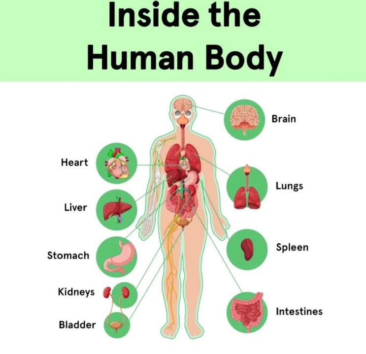 Inside the human body : 네이버 블로그