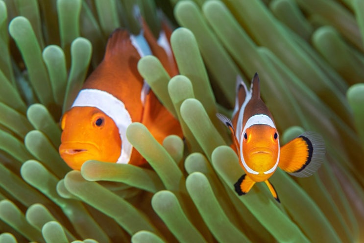 [중등] #These animals have some of the most surprising mating and ...