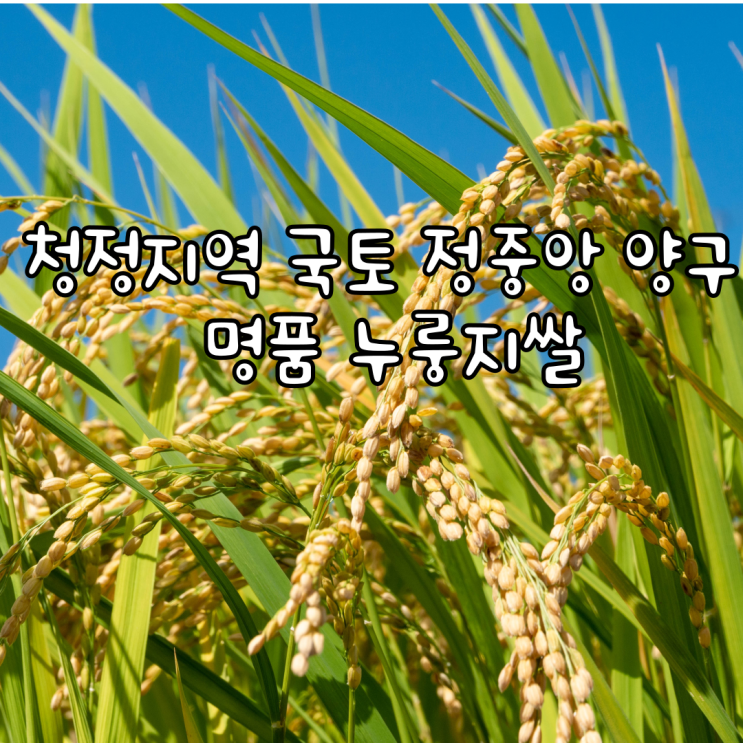 [국토 정중앙 양구] 청정지역 양구 특산품 누룽지 향이 가득한 누룽지 쌀 : 네이버 블로그