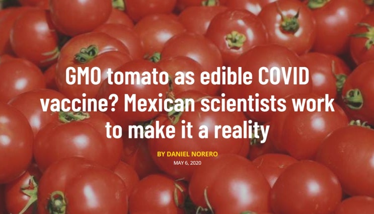Gmo 농산물 식품을 이용한 식용 백신 개발에 기대 네이버 블로그
