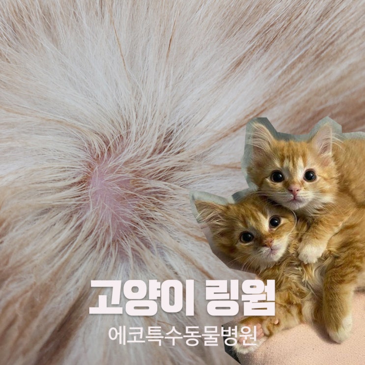 고양이 링웜 곰팡이성 피부염 증상 치료방법 예방법 까지 다~ 알려드려요~ 네이버 블로그