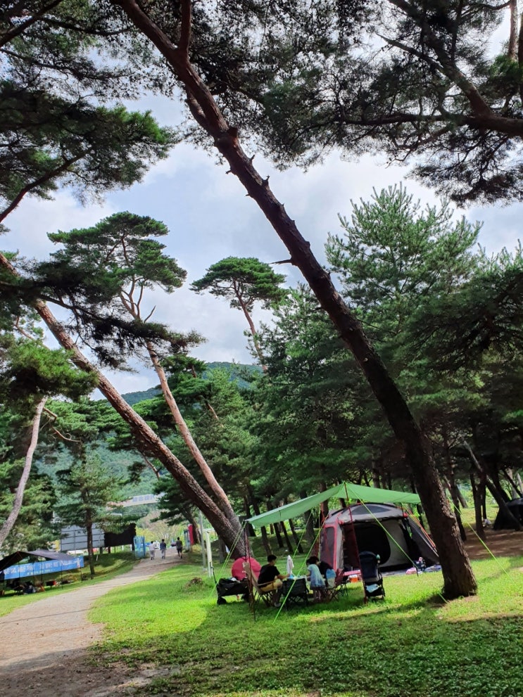밀양 기회송림 야영장 부산양산근교 당일캠핑 아이랑 갈만한곳 네이버 블로그