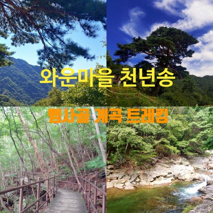 지리산 뱀사골 계곡 트레킹 & 명품 와운마을 천년송 : 네이버 블로그