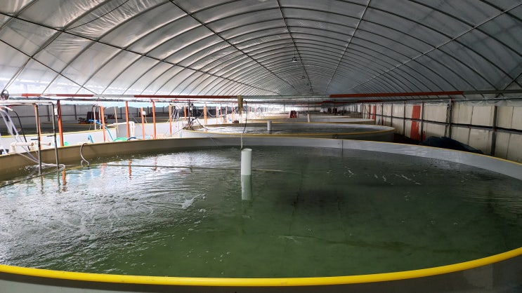 논산 장어양식장 자포니카 민물장어 손질생장어 판매장 탑정호수산 : 네이버 블로그