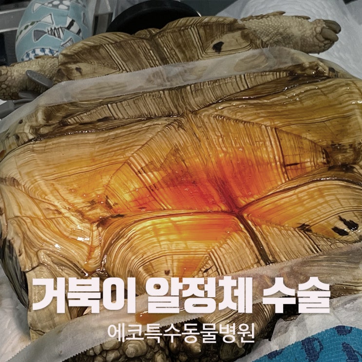 먹지도 않고 기력도 없던 이유는 거북이 알정체 수술 육지 거북이 키우기 네이버 블로그