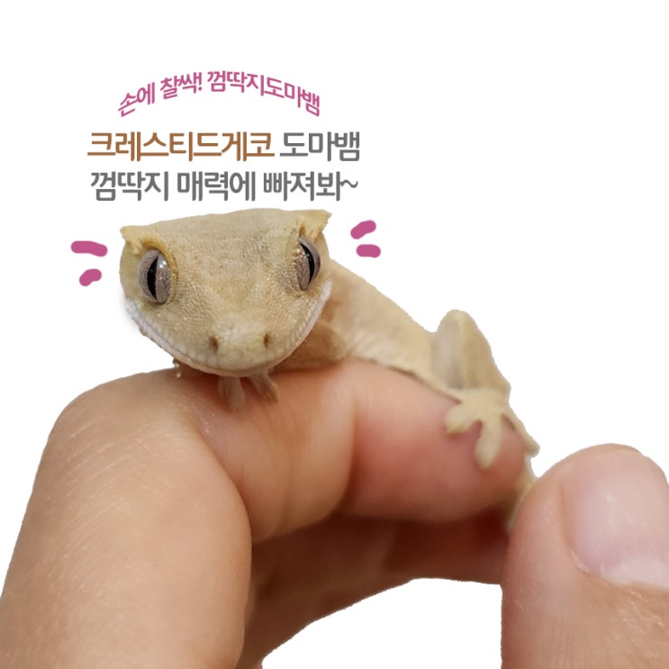사료먹는 크레스티드게코 도마뱀분양가격 사육장먹이사육정보 안내 네이버 블로그