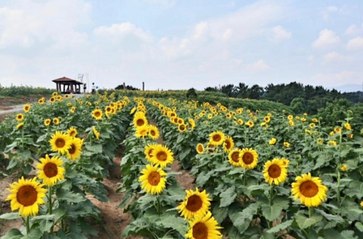 강주 해바라기 축제 기본정보 주차 개화상황 함안 꽃구경 명소 네이버 블로그