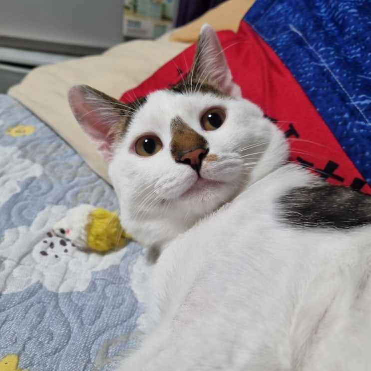 1일 기념 도토리 : 네이버 블로그