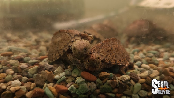 500원 동전 크기의 레이저백 머스크 터틀 베이비가 왔습니다! Razorback Musk Turtle / Sternotherus ...