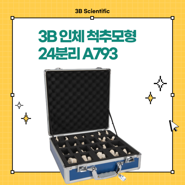 [3B 고급 인체모형 척추모형 A793] 24분리 추체 척추뼈 BONElike 척추 휴대 : 네이버 블로그